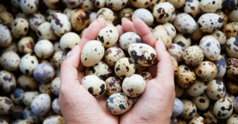 Criação de Codornas! Guia Completo - dicasjardim.com