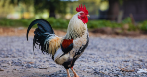 Tipos de Galos: Raças, Características e Curiosidades - dicasjardim.com